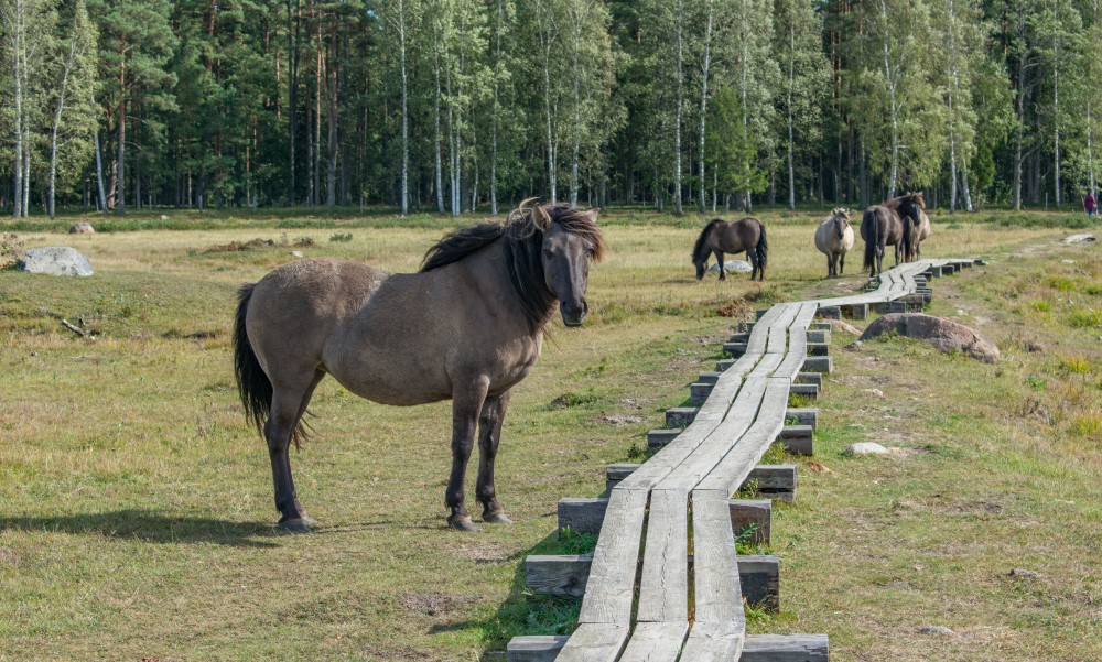 10 Dinge, die man im Sommer in Lettland erleben kann - airBaltic blog