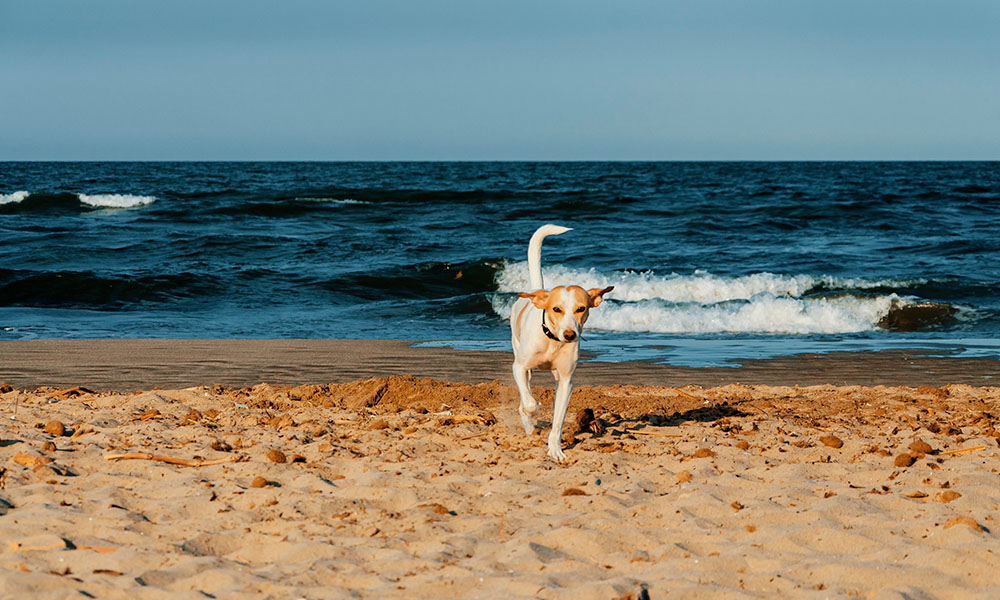 Best city trips for you and your pets - airBaltic blog